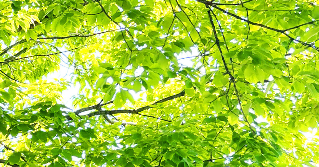 HSCとHSPの違いを徹底解説｜子どもの見分け方と今日から使える家庭での対応法